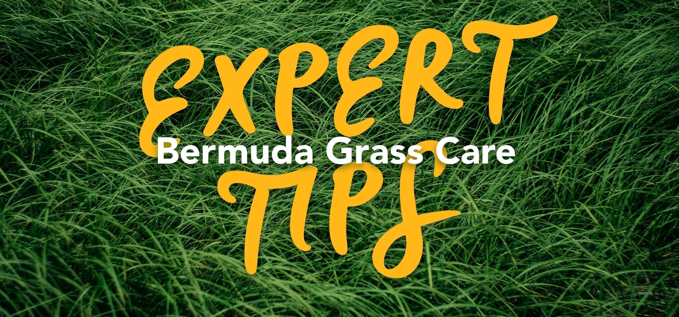 Bermuda Grass Care: Expert Tips for a Healthy Lawn – GrowTrax Grass