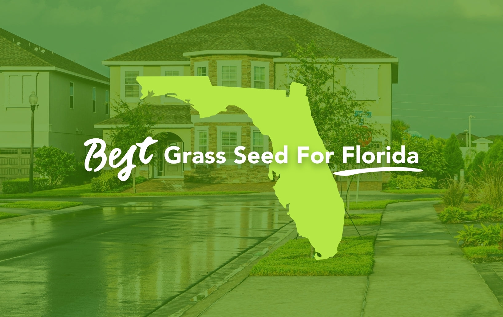 The Best Grass Seed For Florida – GrowTrax Grass