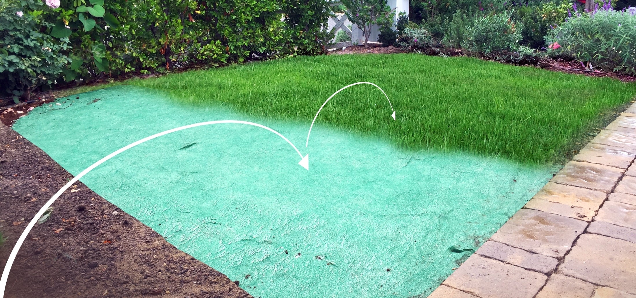 From Seed to Lawn: Expert Tips on Planting Grass Seed – Grotrax Grass