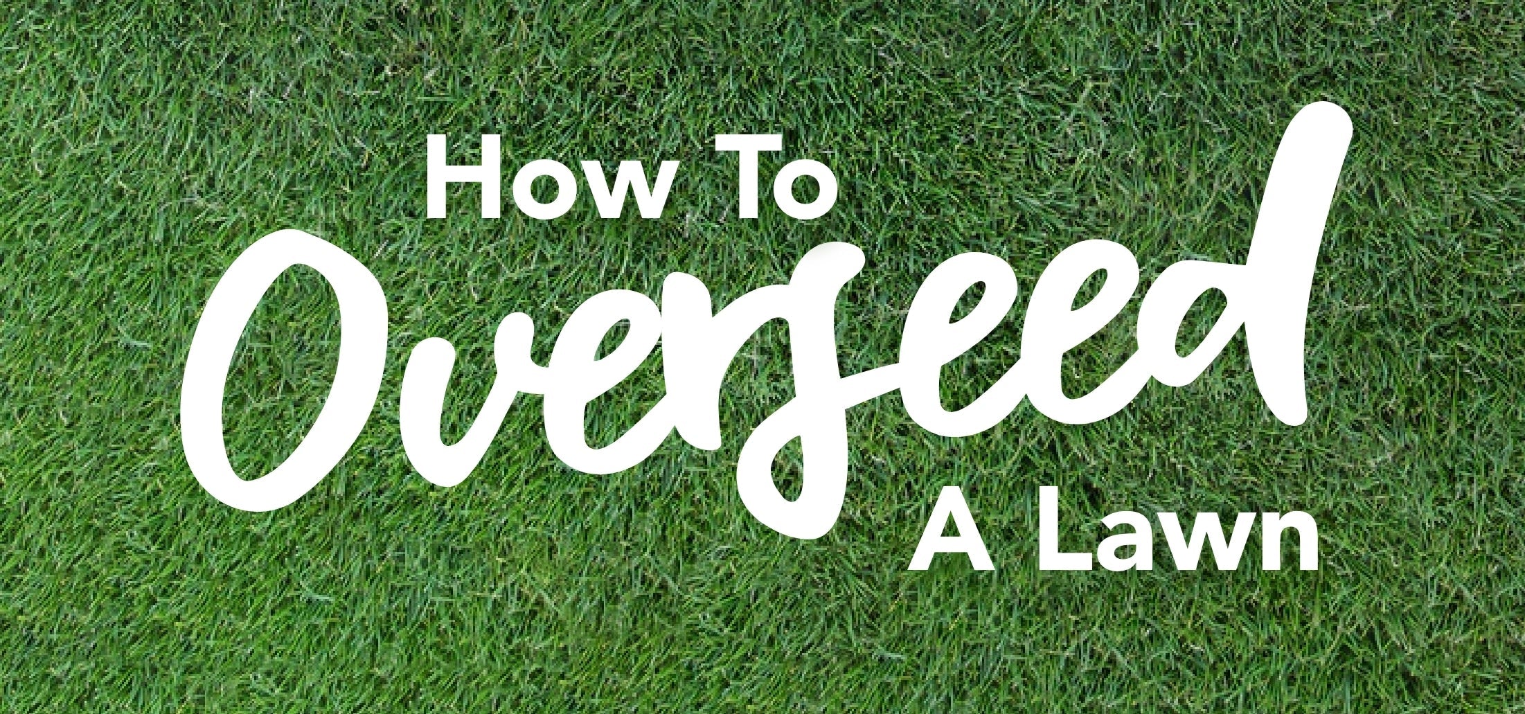 How to Overseed a Lawn: A Complete Guide – GrowTrax Grass