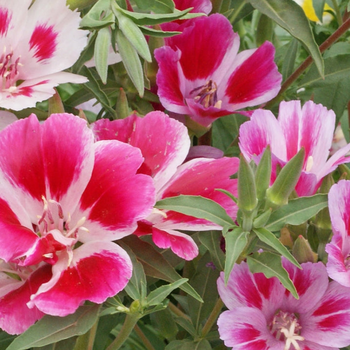 Annual & Perennial Wildflower Meadow – GrowTrax Grass