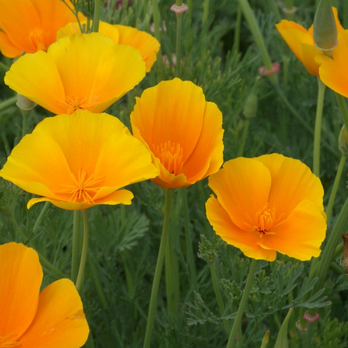 Annual & Perennial Wildflower Meadow – GrowTrax Grass