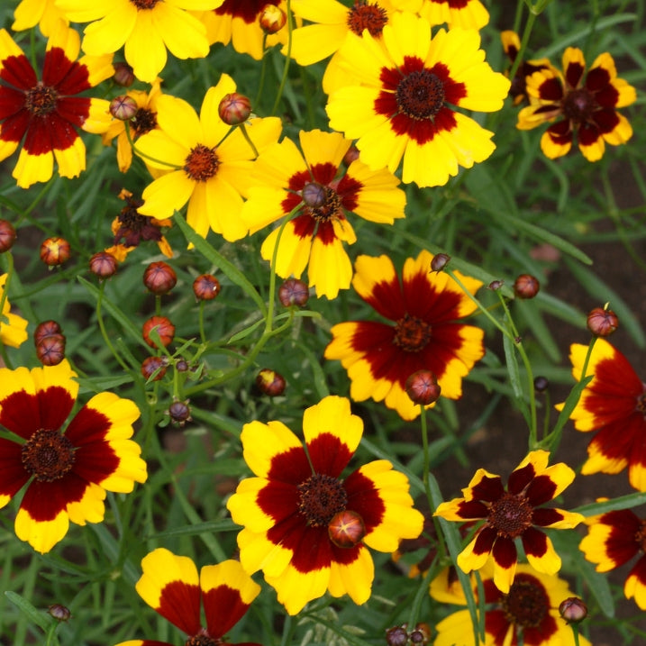 Annual & Perennial Wildflower Meadow – Grotrax Grass