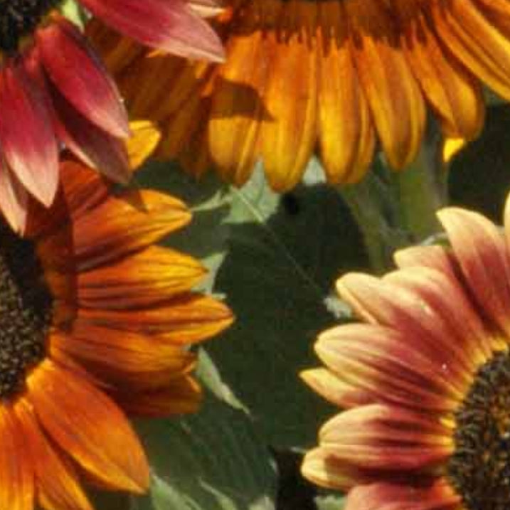 Sunflowers Wildflowers – GrowTrax Grass