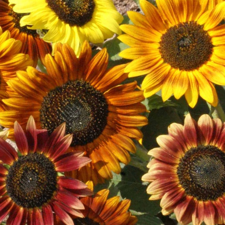 Sunflowers Wildflowers – GrowTrax Grass