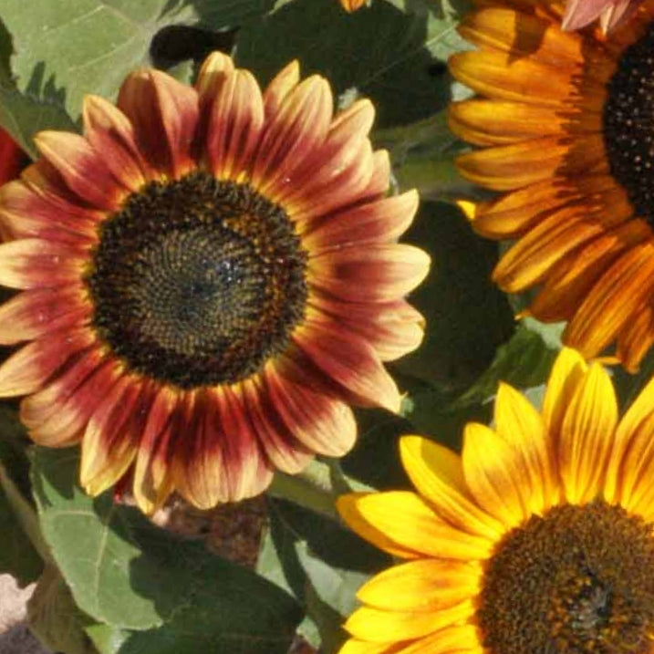 Sunflowers Wildflowers – GrowTrax Grass