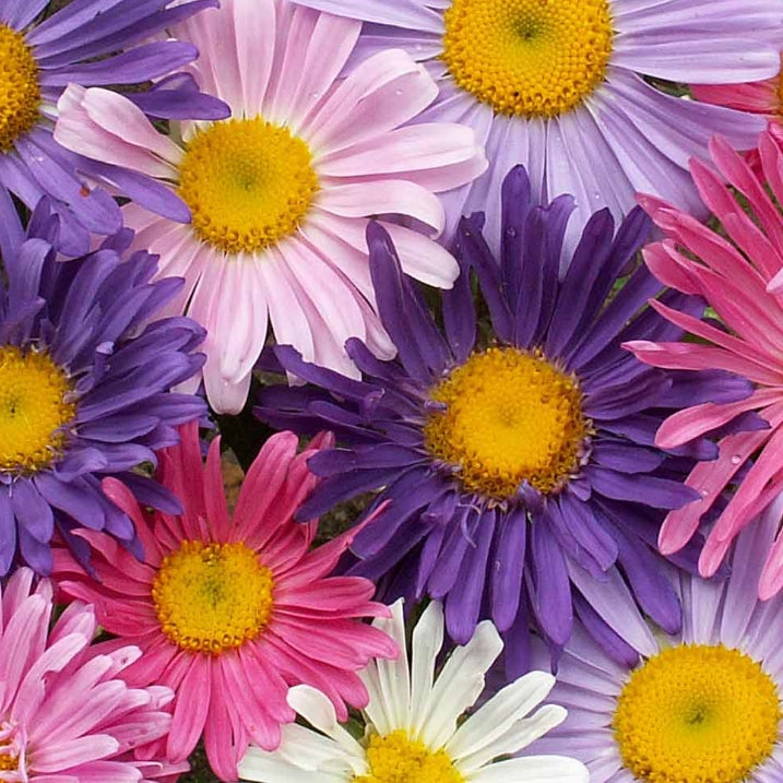 Pollinator Mix Bird, Butterfly & Honey Bee Wildflowers – GrowTrax Grass