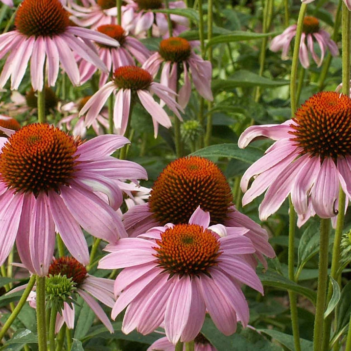 Pollinator Mix Bird, Butterfly & Honey Bee Wildflowers – GrowTrax Grass