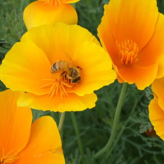 Pollinator Mix Bird, Butterfly & Honey Bee Wildflowers – GrowTrax Grass