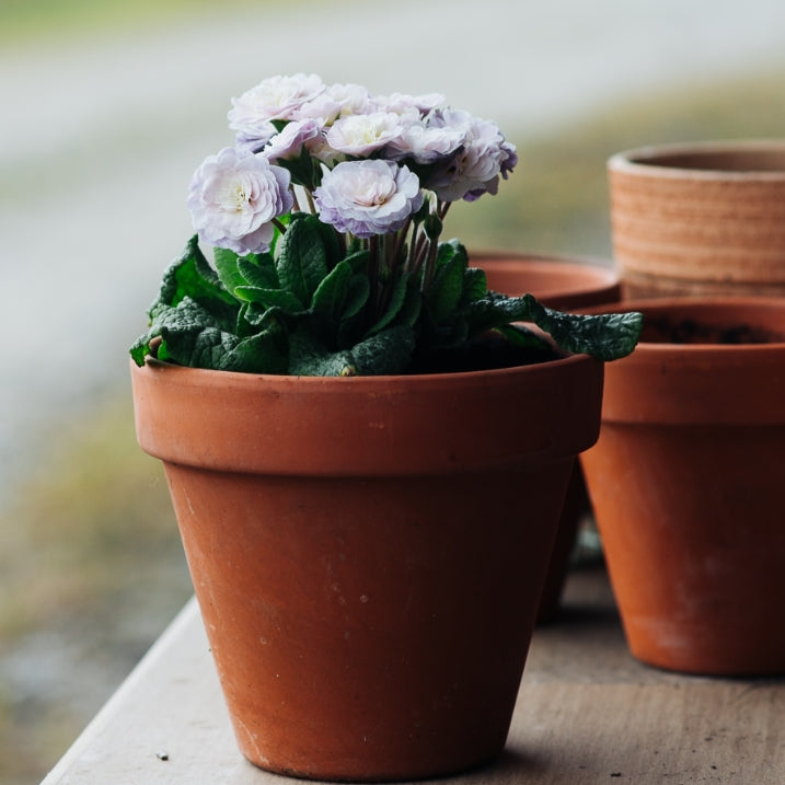 Wildflowers – GrowTrax Grass