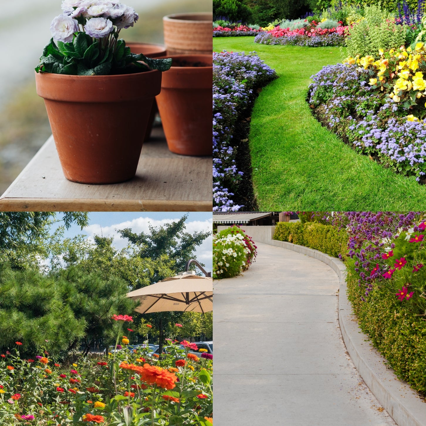 Pollinator Mix Bird, Butterfly & Honey Bee Wildflowers – GrowTrax Grass