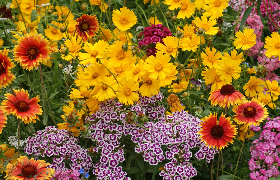 Wildflowers – GrowTrax Grass