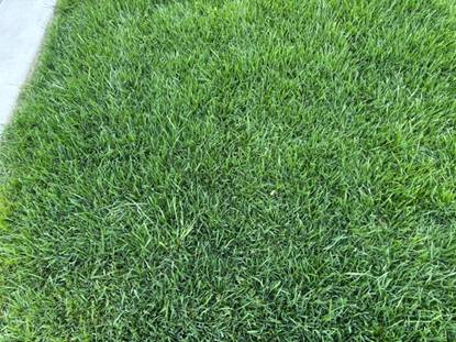 Customer Photos – GrowTrax Grass