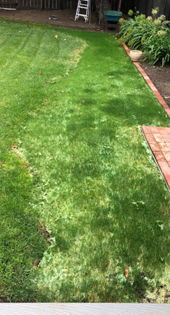 Customer Photos – GrowTrax Grass
