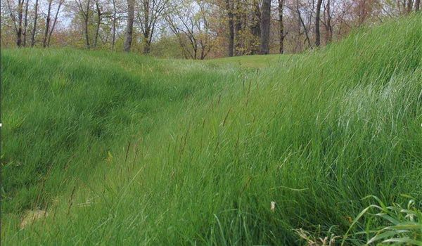 Customer Photos – Grotrax Grass